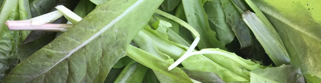 lettuce banner picture - Irish Eyes