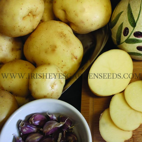 OG Early Ohio Potato - Irish Eyes