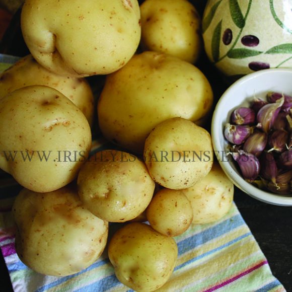 OG Early Ohio Potato - Irish Eyes