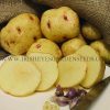 OG Warba "Pink Eye" Potato - Irish Eyes