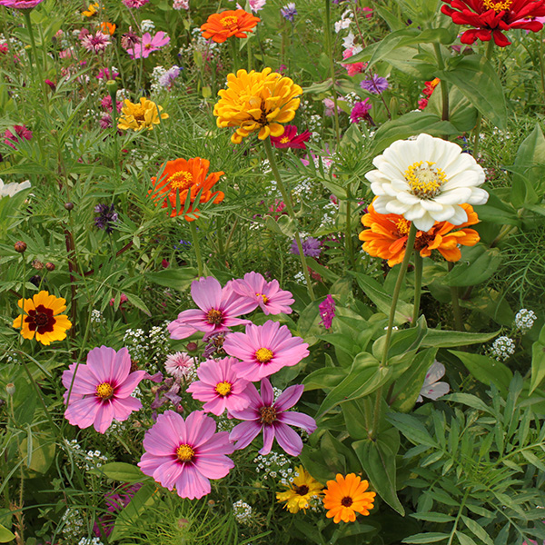 Cut Flowers Wildflower Mix - Irish Eyes