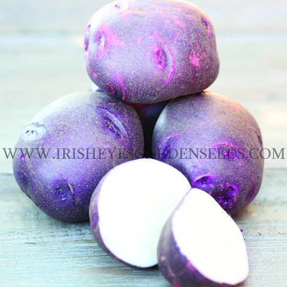 OG Viking Purple Potato - Irish Eyes