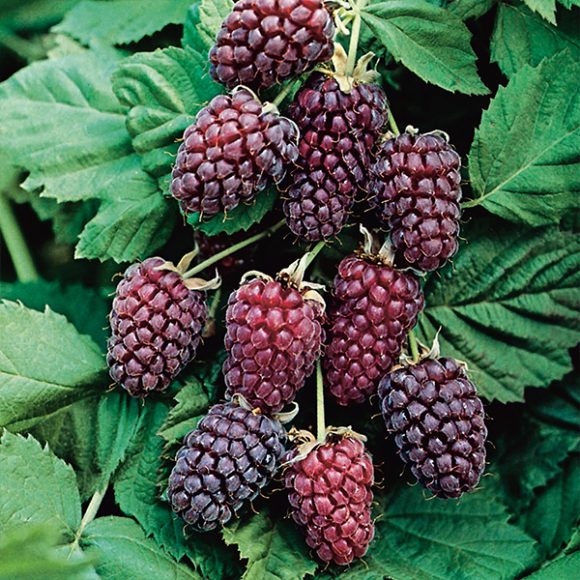Thornless Loganberry - Irish Eyes