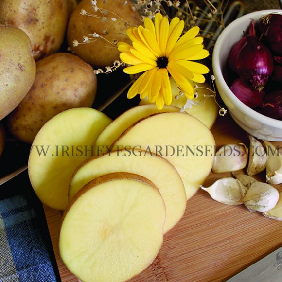 OG Yukon Gem Potato - Irish Eyes