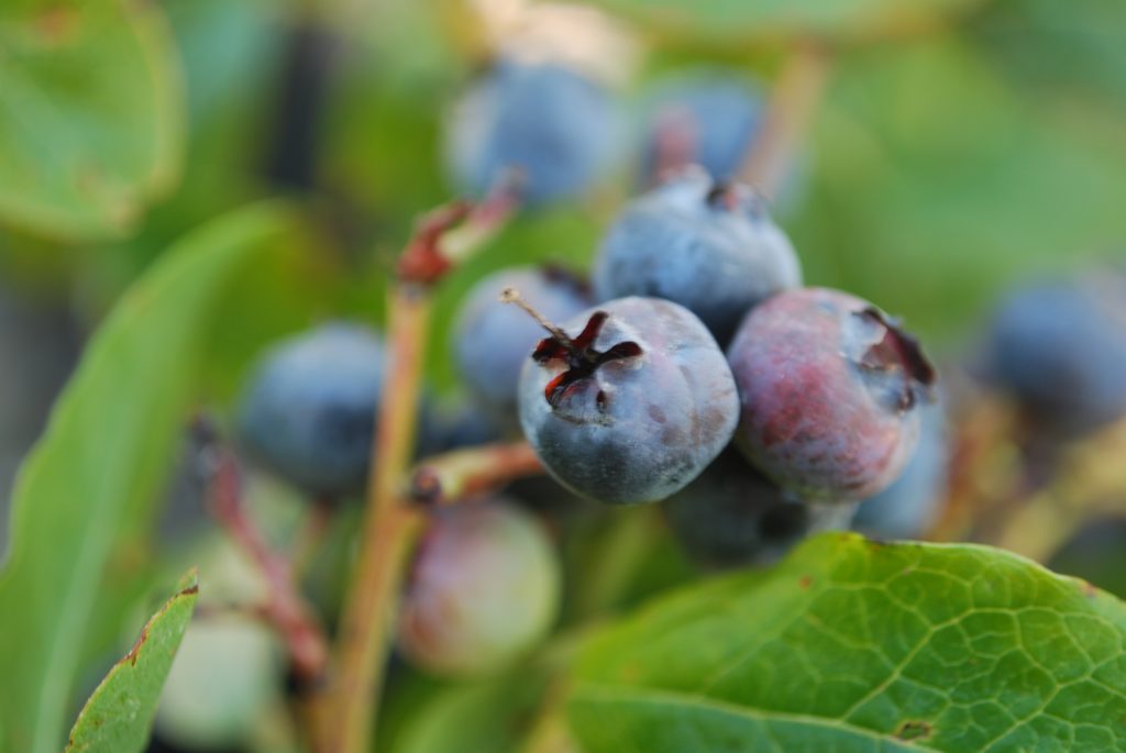 Blueberries Archives - Irish Eyes