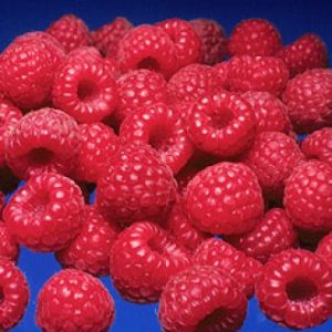 Other Plants Archives - Irish Eyes