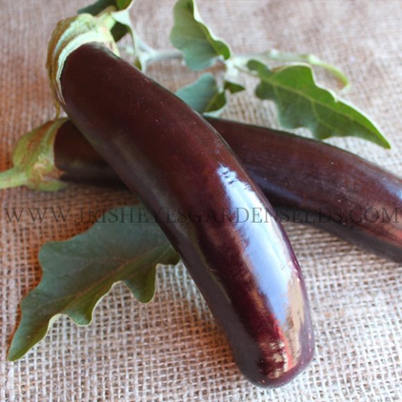 Long Purple Eggplant - Irish Eyes