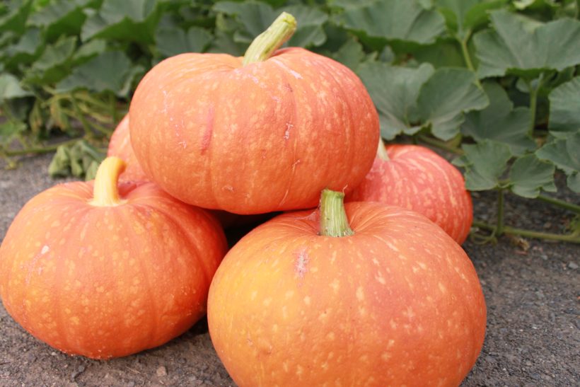 Mooregold Squash - Irish Eyes