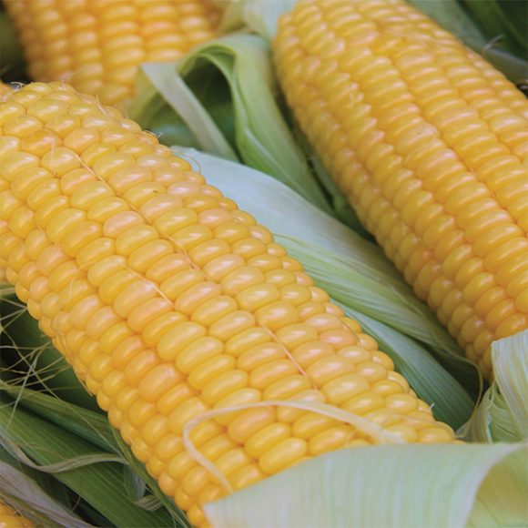 Bodacious Corn - Irish Eyes