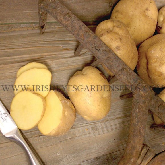 OG Yellow Finn Pre-Nuclear Potato - Irish Eyes