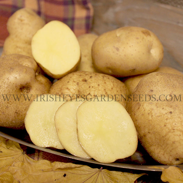 OG Yellow Finn Pre-Nuclear Potato - Irish Eyes