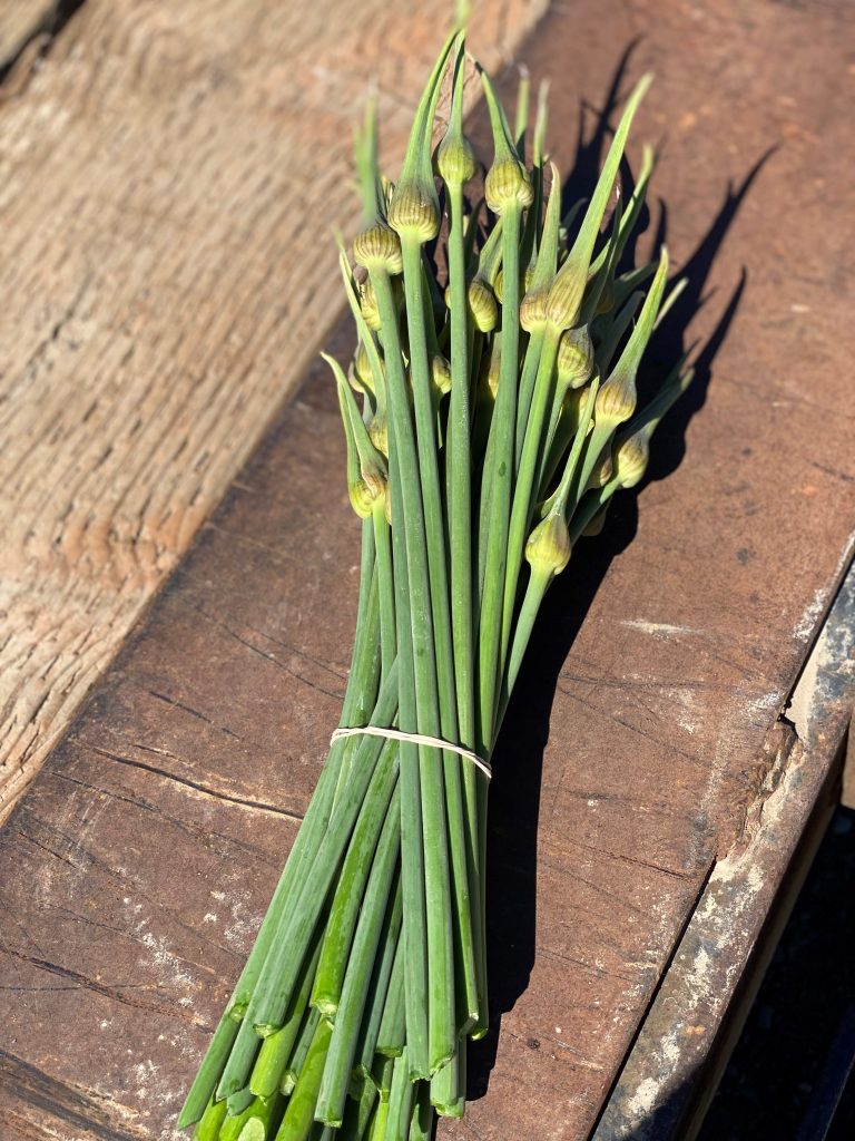 Hardneck Garlic Seed - Irish Eyes