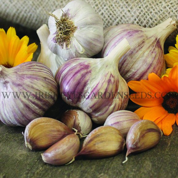 German Red Garlic - Irish Eyes