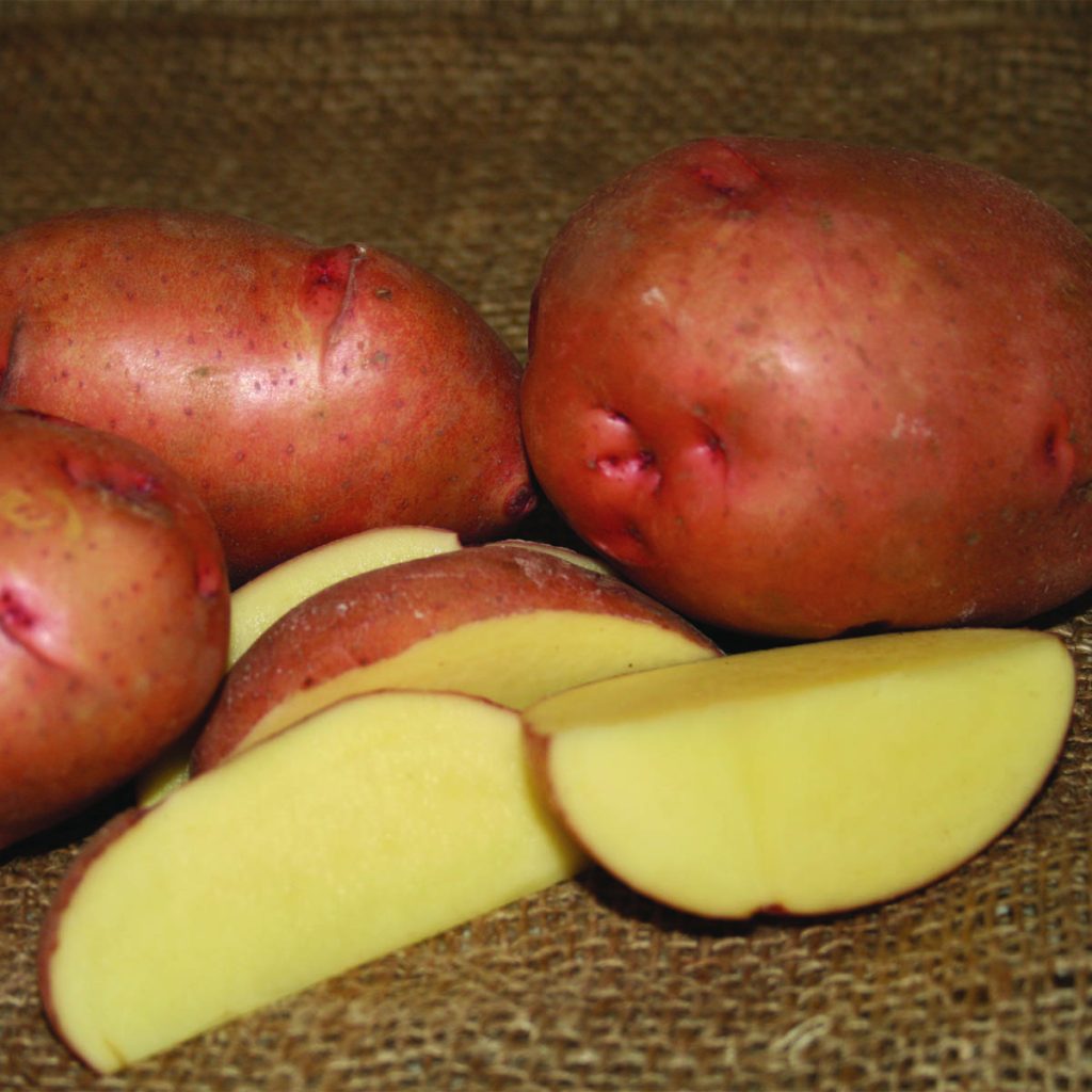 OG Rose Gold Pre-Nuclear Potato - Irish Eyes