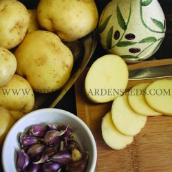 OG Early Ohio Pre-Nuclear Potato - Irish Eyes