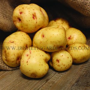 OG Warba "Pink Eye" Pre-Nuclear Potato - Irish Eyes