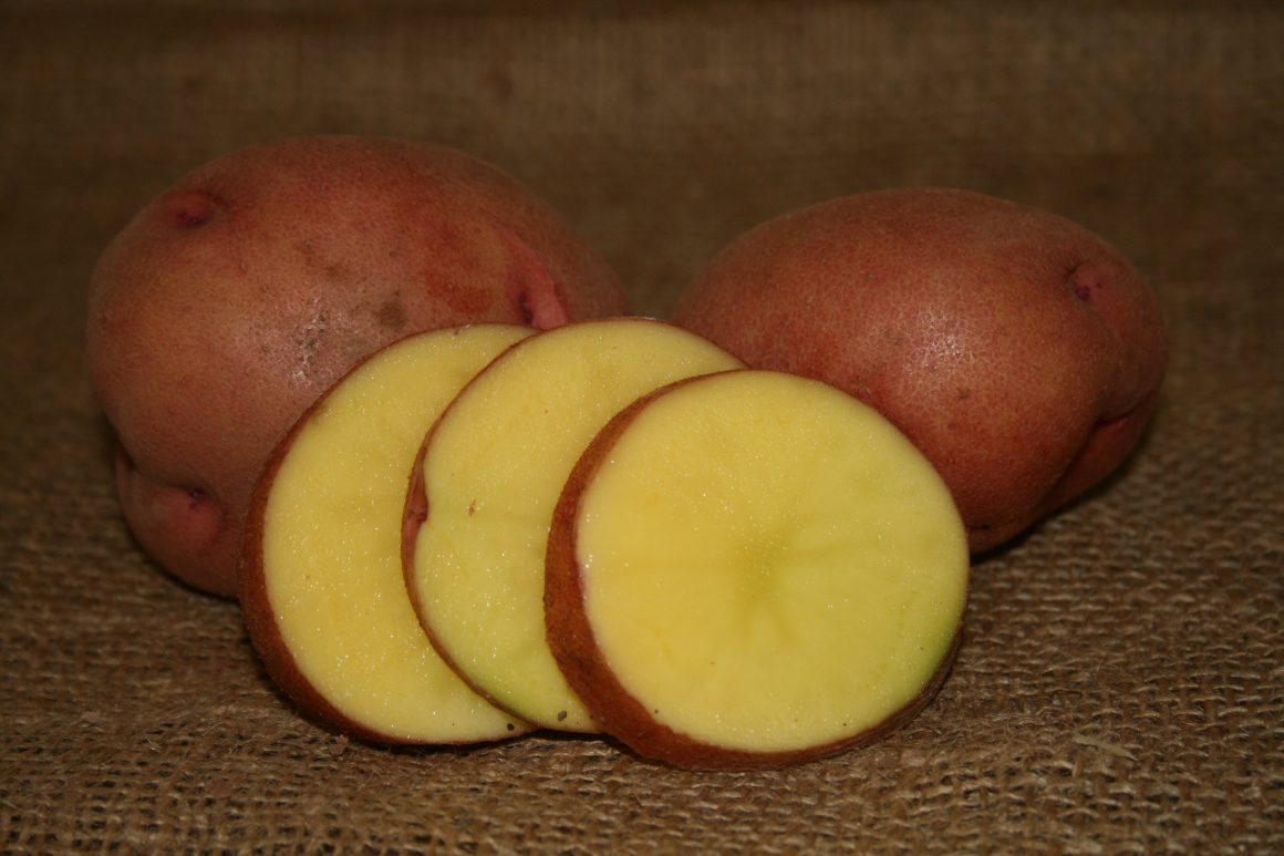 OG Red Gold Pre-Nuclear Potato - Irish Eyes