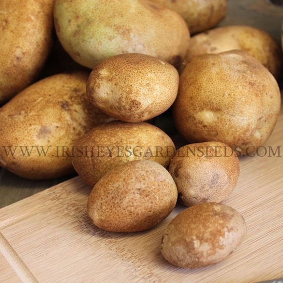 OG Nooksack Pre-Nuclear Potato - Irish Eyes
