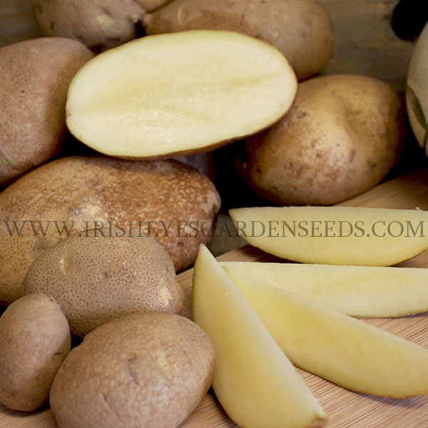 OG Nooksack Pre-Nuclear Potato - Irish Eyes
