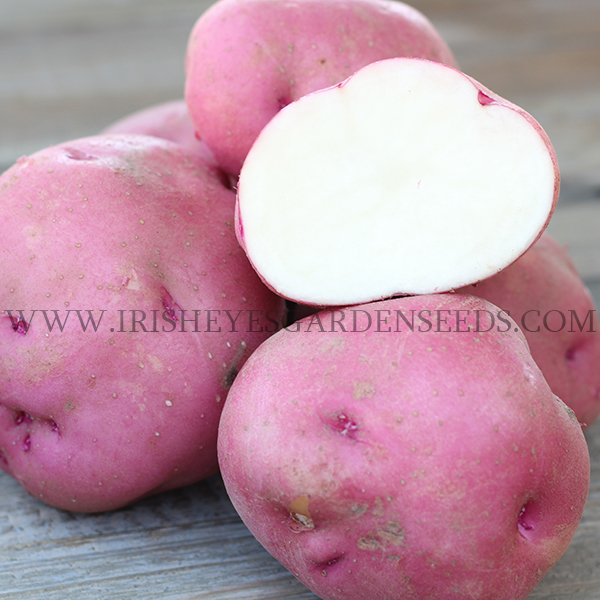 OG Red LaSoda Pre-Nuclear Potato - Irish Eyes