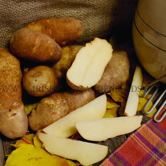 OG Russet Burbank Potato - Irish Eyes