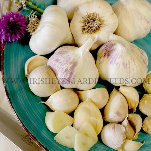 Seed Garlic - Irish Eyes