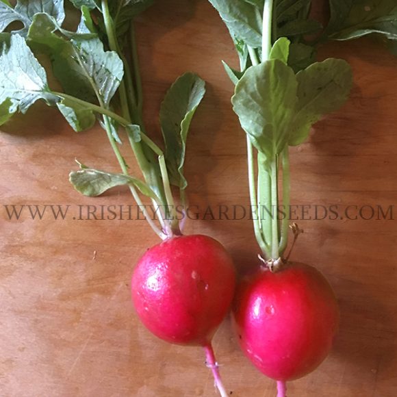 German Giant Radish - Irish Eyes