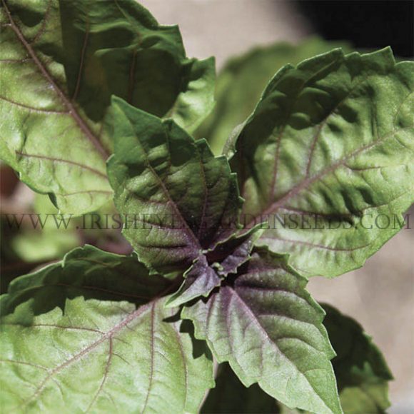Purple Basil - Irish Eyes