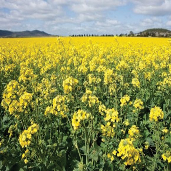 Rapeseed Cover Crop Seed: Irish Eyes Garden Seeds