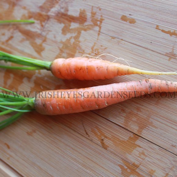 Little Finger Carrot - Irish Eyes