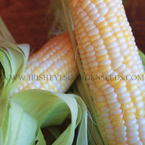 Trinity F-1 Corn - Irish Eyes