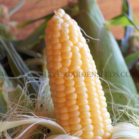 Buttergold Corn - Irish Eyes