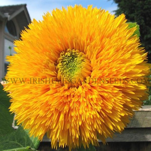 Sunflower: Sungold - Irish Eyes