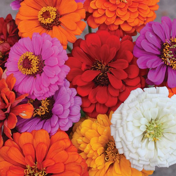 Zinnia: California Giant - Irish Eyes