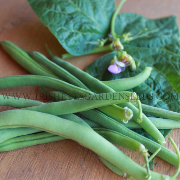 OG Contender Bush Bean - Irish Eyes