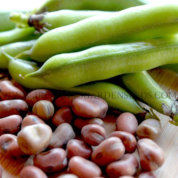 Beans Archives - Irish Eyes