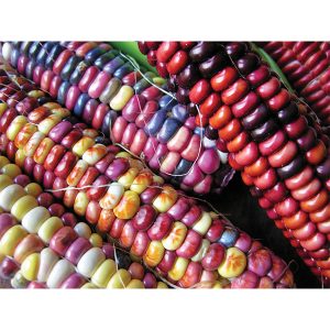 Corn Archives - Irish Eyes