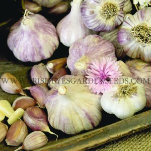 Spanish Roja Hardneck Garlic Bubs: Seed Garlic: Irish Eyes Garden Seed