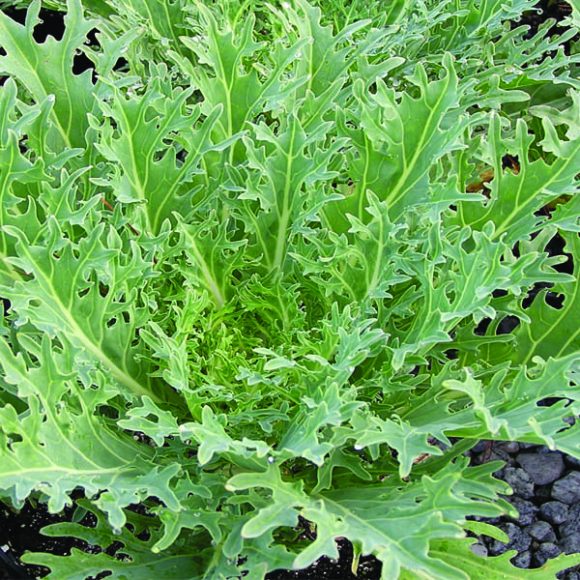 OG White Russian Kale - Irish Eyes