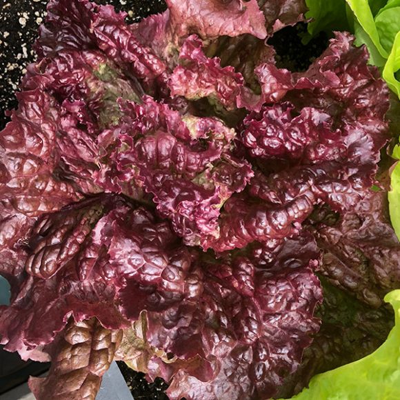 OG Lolla Rossa Darkness Lettuce - Irish Eyes