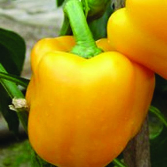 OG Golden Cal Wonder Pepper - Irish Eyes