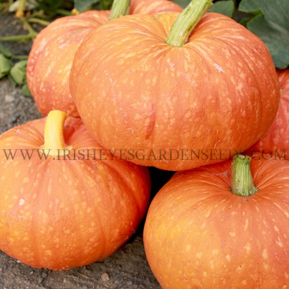 OG Hopi Orange Squash - Irish Eyes