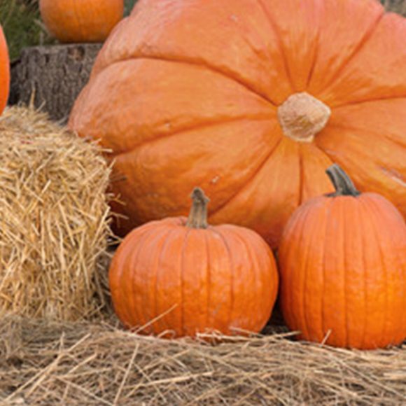 Atlantic Giant Pumpkin - Irish Eyes