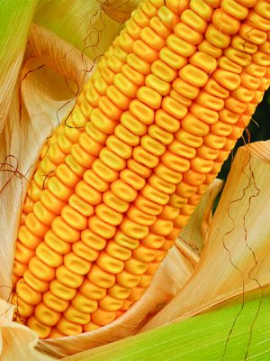 OG Fisher's Earliest Corn - Irish Eyes